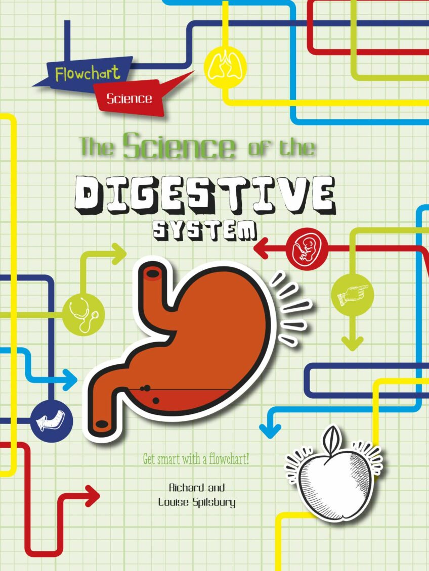 Flowchart Science: The Human Body: The Digestive System - WordUnited